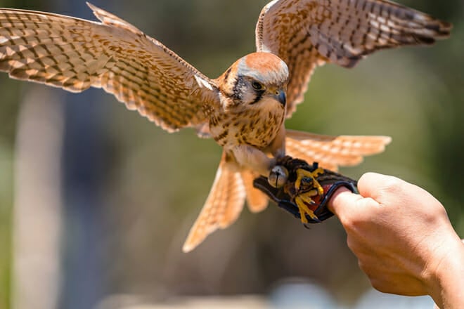 Catalina Falconry Experience