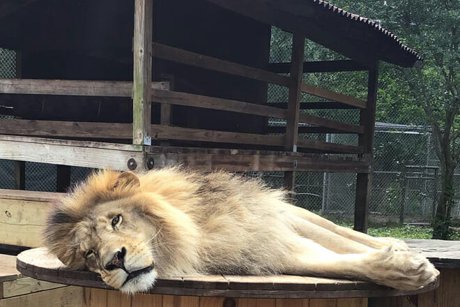 Catty Shack Ranch Wildlife Sanctuary