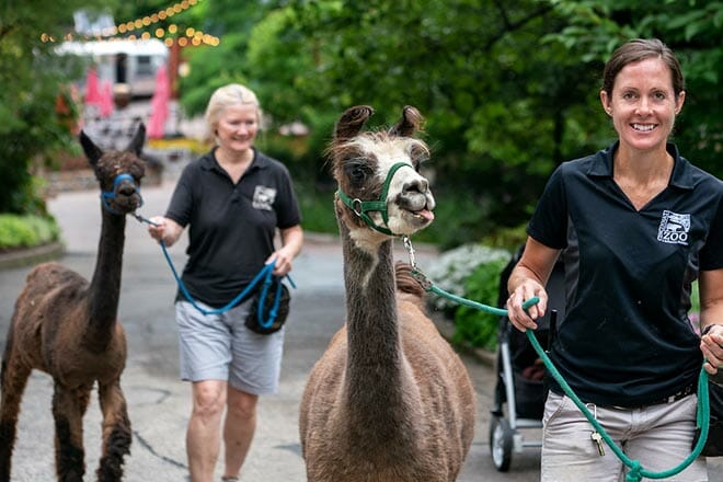 cincinnati zoo botanical garden