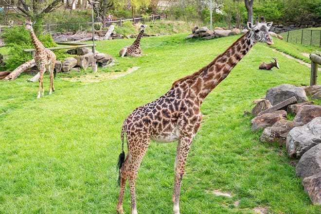 cleveland metroparks zoo