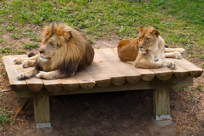 Como Park Zoo & Conservatory