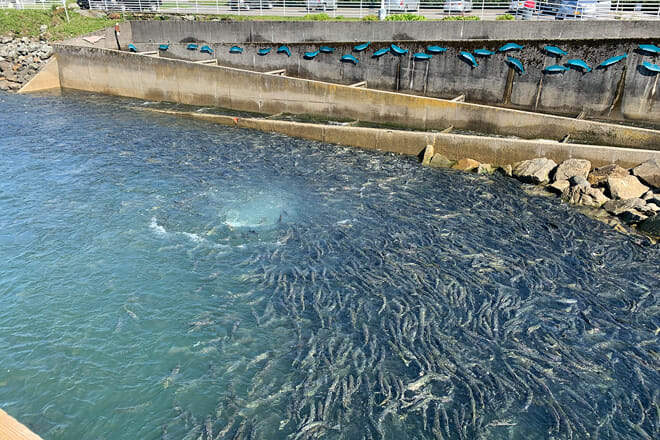 DIPAC Macaulay Salmon Hatchery