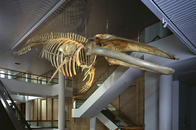 Denver Museum of Nature & Science