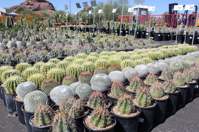 Desert Botanical Garden