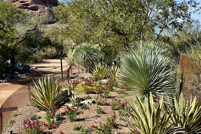 Desert Botanical Garden