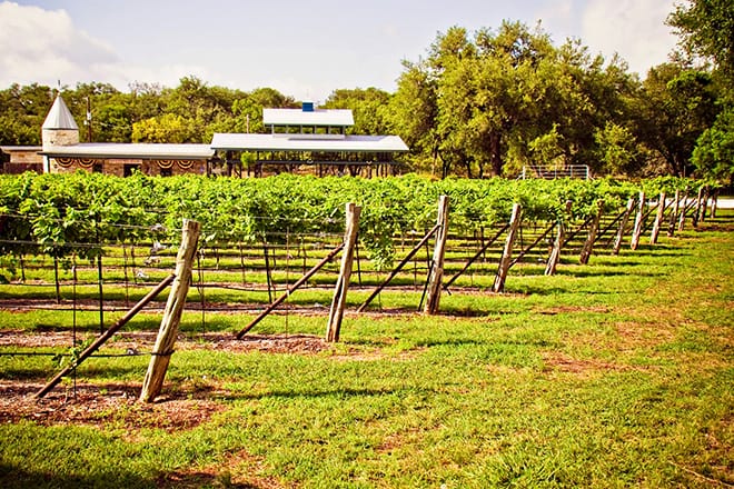 dry comal creek vineyards 2