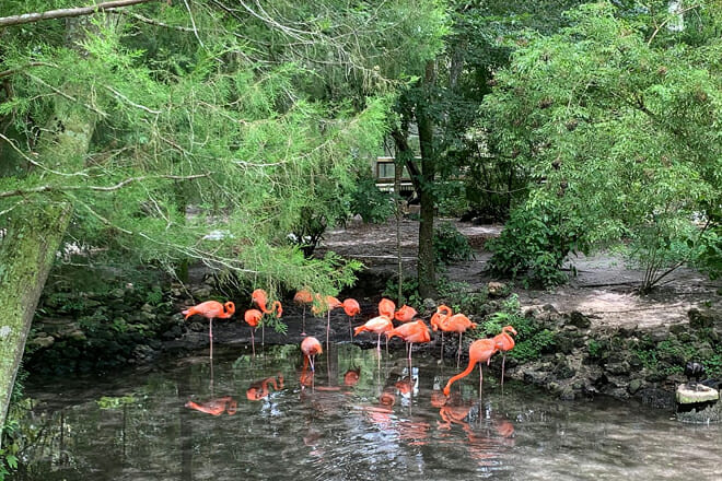Ellie Schiller Homosassa Springs Wildlife State Park