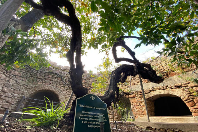 Forestiere Underground Gardens