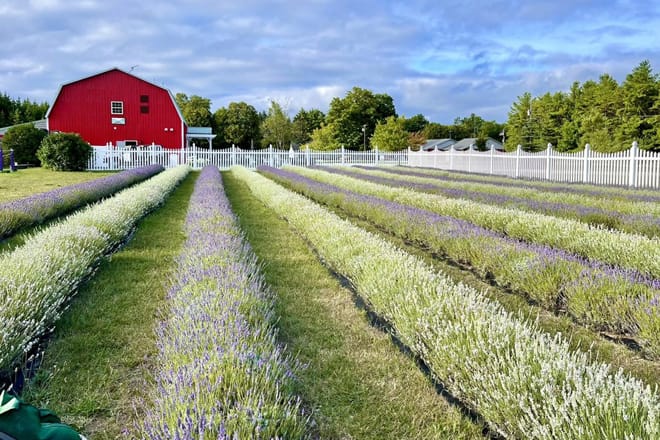 Fragrant Isle Lavender Farm & Shop