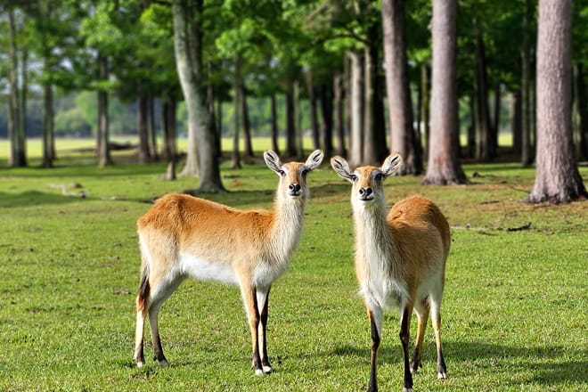 Global Wildlife Center