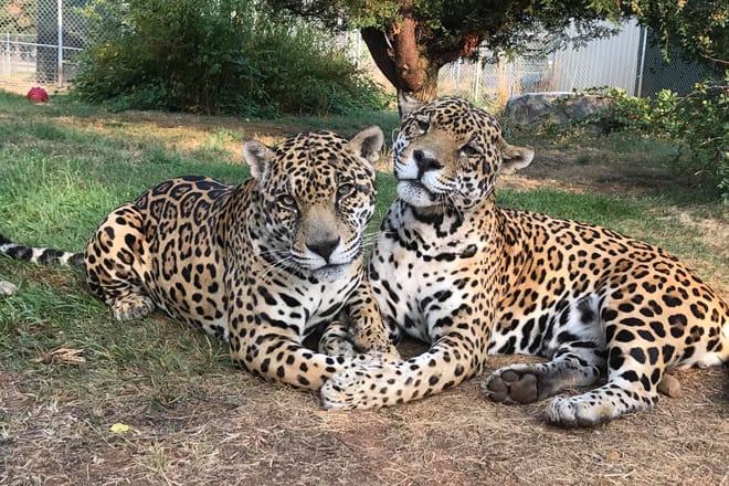 Great Cats World Park