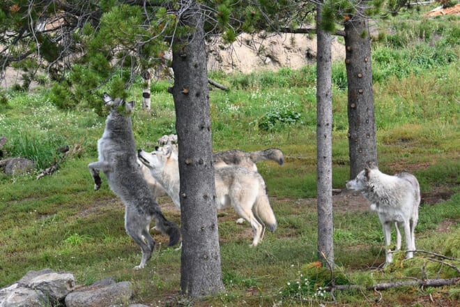 Grizzly & Wolf Discovery Center