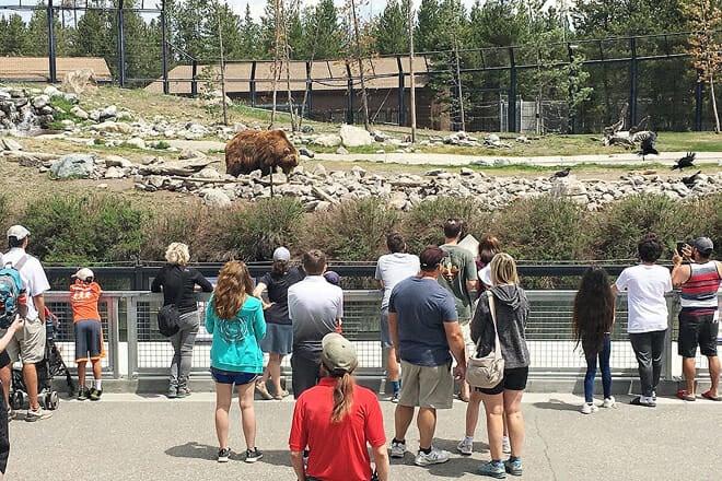 Grizzly & Wolf Discovery Center