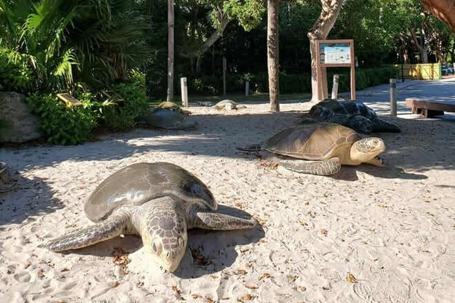 Gumbo Limbo Nature Center
