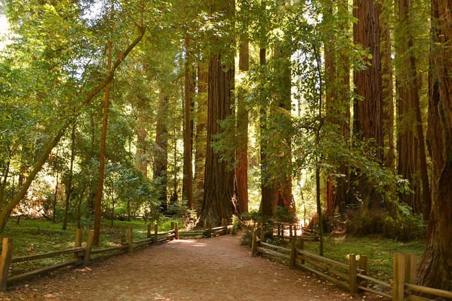 Henry Cowell Redwoods State Park