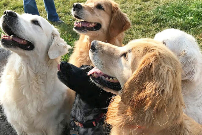 Hugh Rogers Wag Park