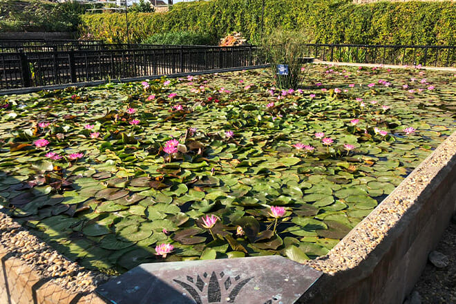 International Waterlily Collection