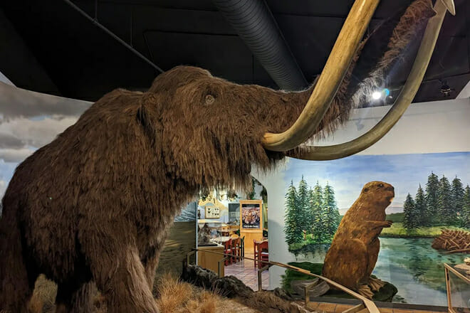 International Wildlife Museum