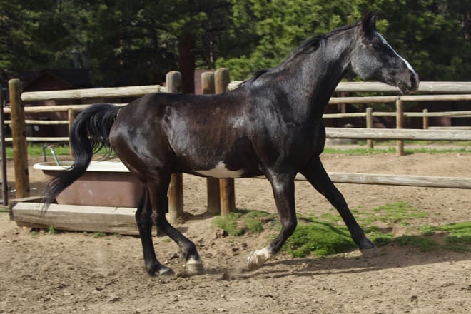 Jackson Stables, Inc.