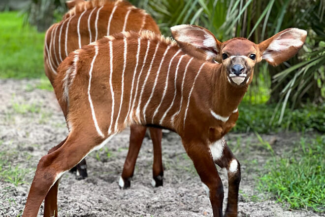 Jacksonville Zoo and Garden