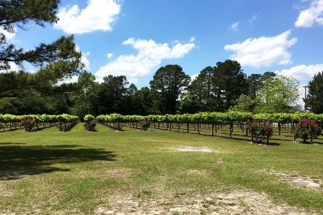 La Belle Amie Vineyard
