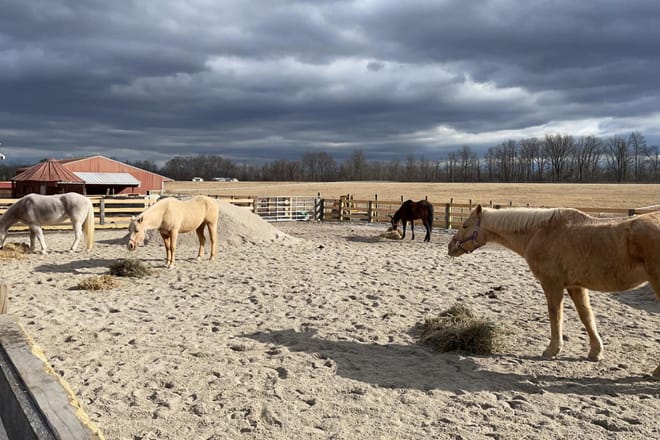 Land of Little Horses Farm Park