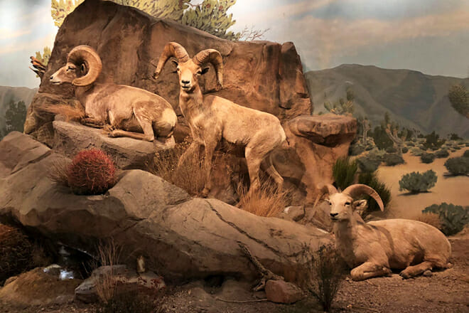 Las Vegas Natural History Museum