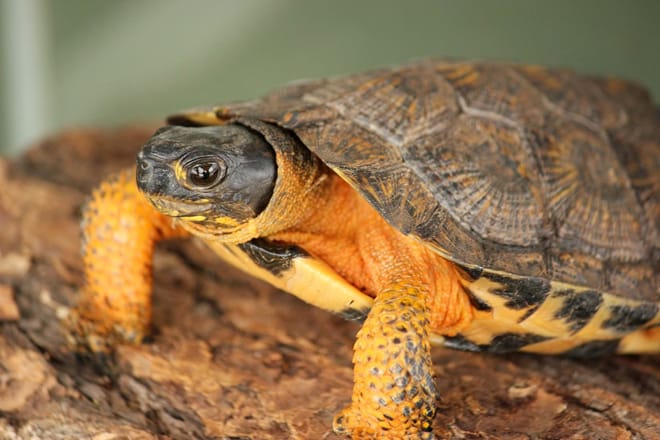 Leslie Science and Nature Center