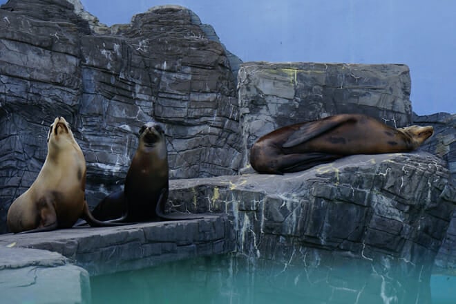 Long Island Aquarium