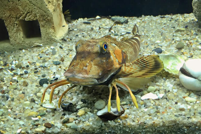 Maria Mitchell Aquarium