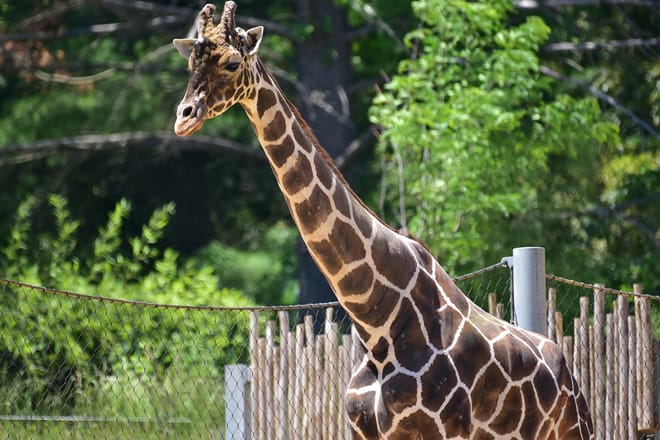 Maryland Zoo (Formerly the Baltimore Zoo)