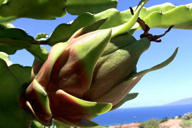 Maui Dragon Fruit Farm