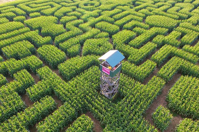 Mazezilla Corn Maze