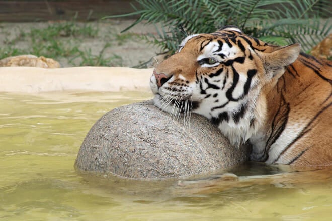 McCarthy&rsquo;s Wildlife Sanctuary