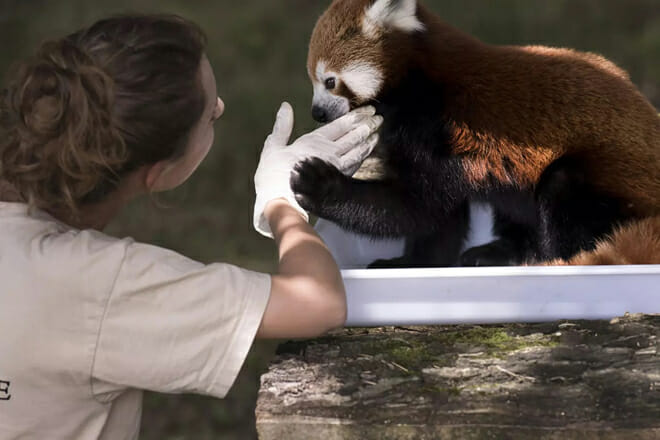 M&eacute;nagerie Du Jardin Des Plantes