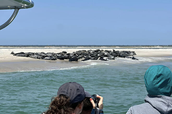 Monomoy Island Excursions