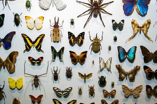 Montreal Insectarium