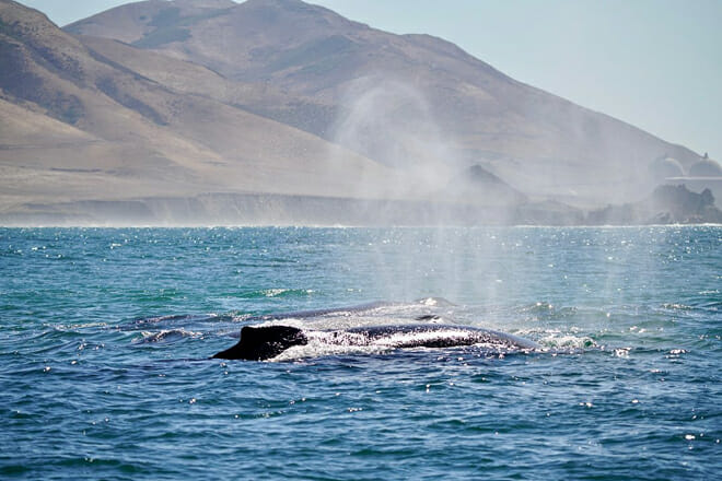Morro Bay Whale Watching