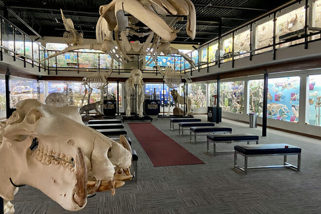 Museum of Osteology