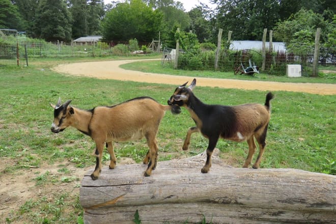 Native Earth Teaching Farm