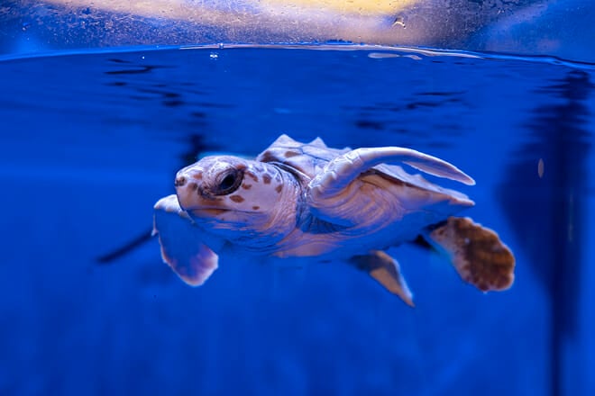 North Carolina Aquarium at Pine Knoll Shores