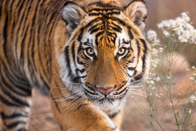 Out of Africa Wildlife Park