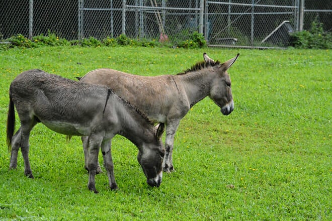 Panaewa Rainforest Zoo