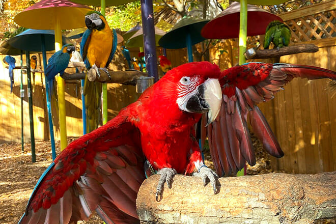 Parrot Mountain and Gardens