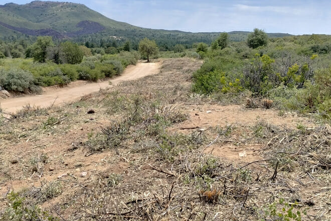 Prescott National Forest