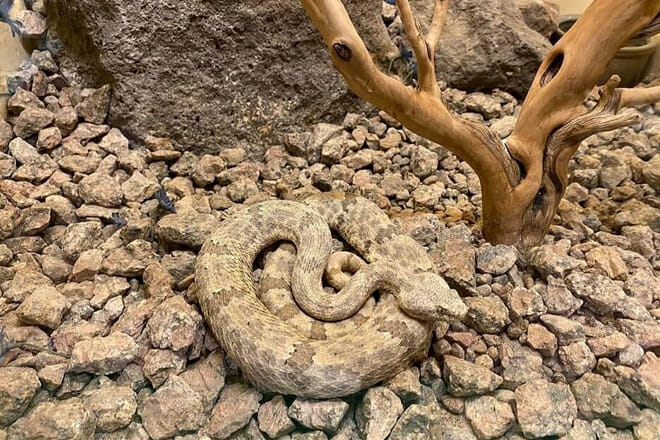 Rattlesnake Museum