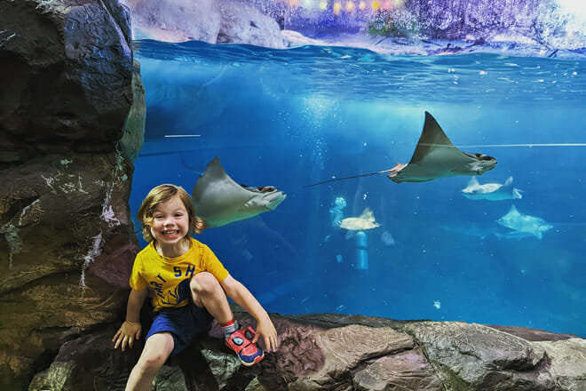 Ripley's Aquarium of the Smokies