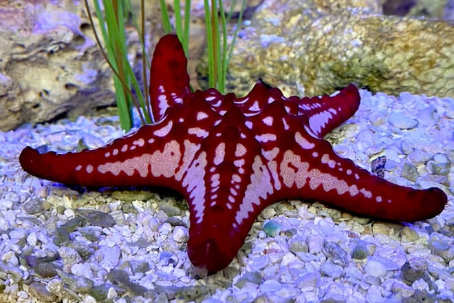 SEA LIFE at Mall of America