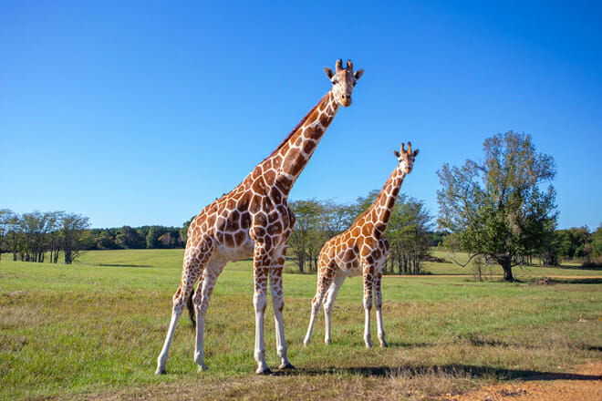 Safari Wild Animal Park