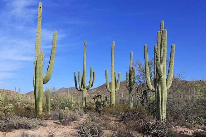 Saguaro National Park
